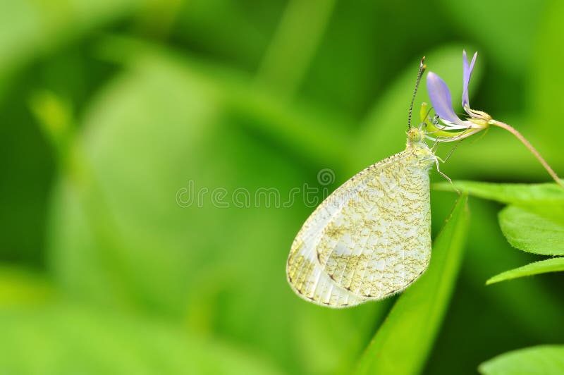 Psyche butterfly. stock photo. Image of white, insect - 250627386