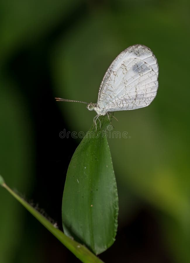 Psyche Butterfly stock photo. Image of hecabe, flower - 79102928