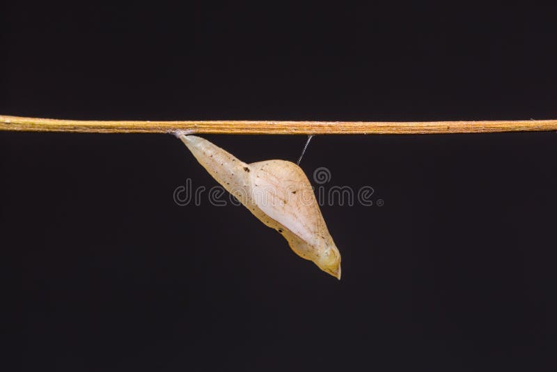 The Psyche pupa stock photo. Image of path, chrysalis - 131227506