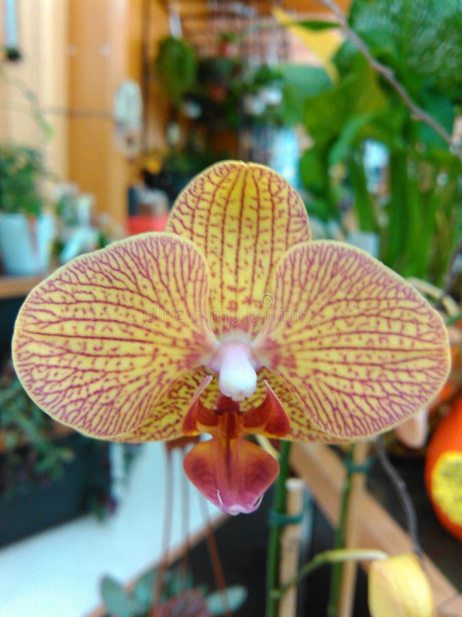 Psychedelic flower stock photo. Image of nature, psychedelic - 141527114