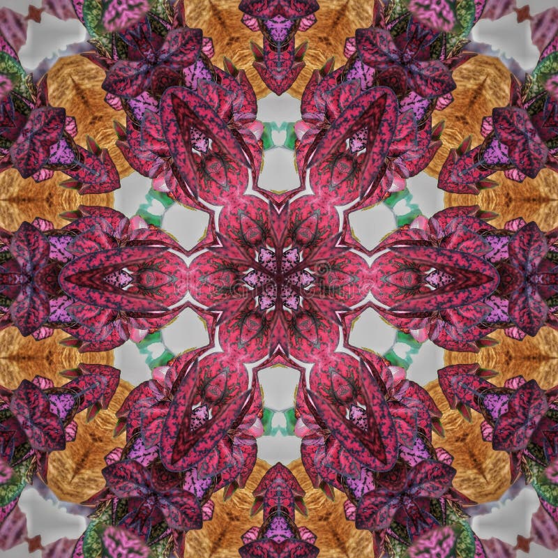 Leaf Mandala. Black on White Background Decorative Element. Circular ...