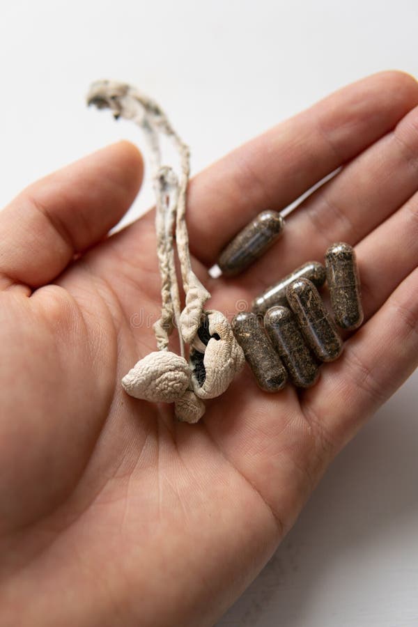 Psychedelic Microdosing. Magic Shroom. Psilocybin Mushroom in Hand ...