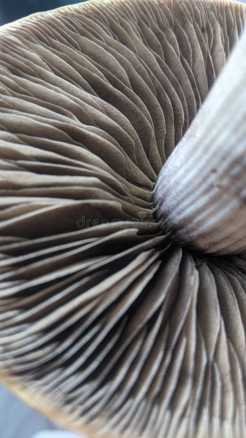 Large Magic Mushroom Cap stock image. Image of small - 249093387