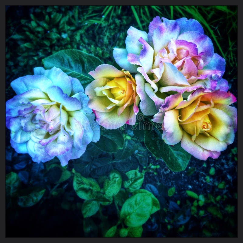 Psychedelic roses stock photo. Image of square, nuances - 6533414