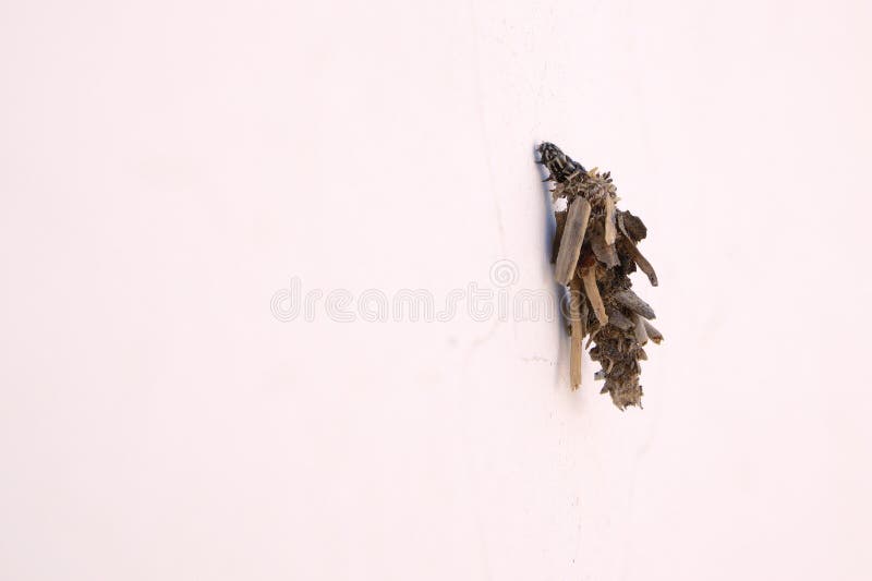 Psychidae Larva Stock Photos - Free & Royalty-Free Stock Photos from ...