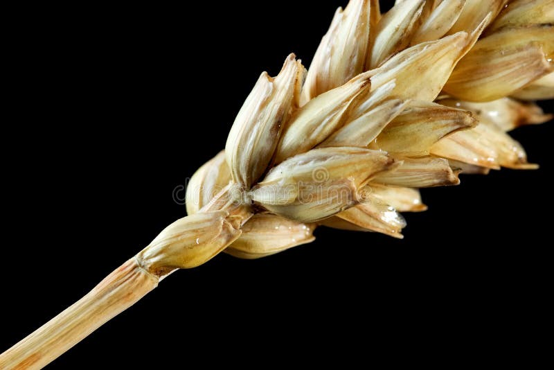 Pszenica obraz stock. Obraz złożonej z wiejski, natura - 4279505