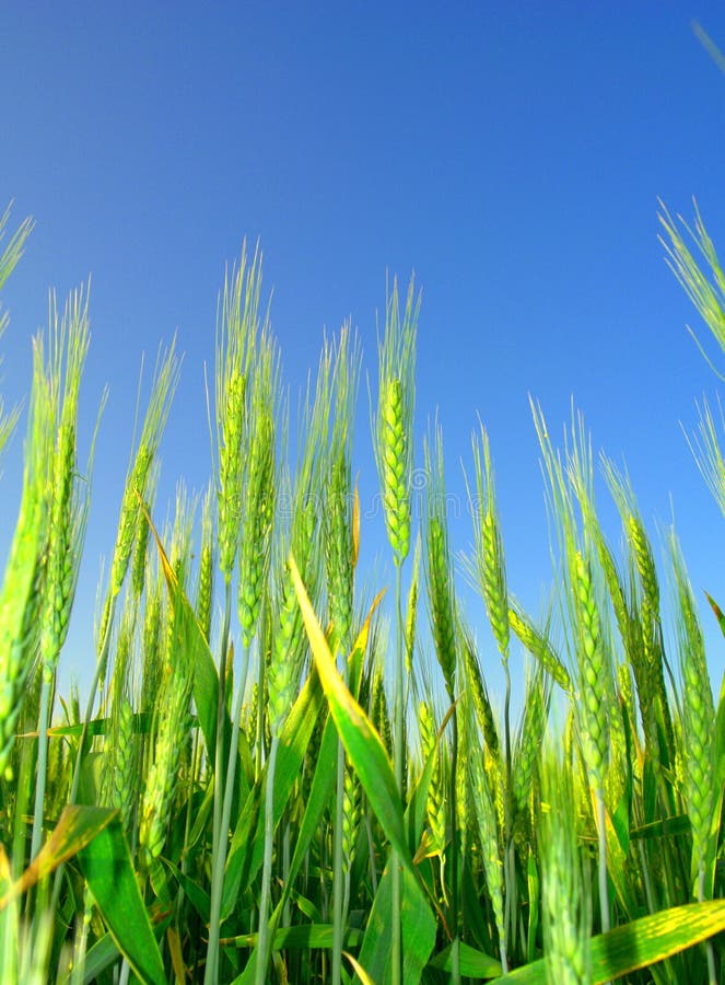 Pszenica zdjęcie stock. Obraz złożonej z żniwo, zbliżenie - 5262776