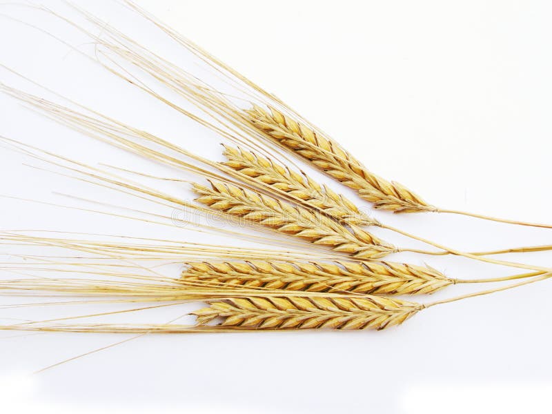 Pszenica obraz stock. Obraz złożonej z grainer, sezon - 6237729