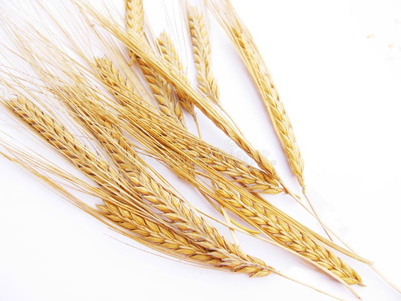 Chleb i pszenica obraz stock. Obraz złożonej z zakupy - 6173633