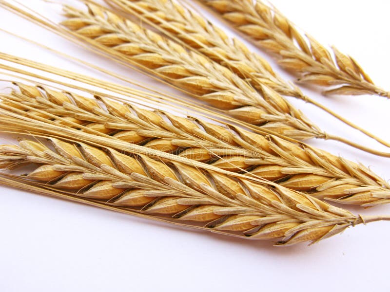 Pszenica obraz stock. Obraz złożonej z grainer, sezon - 6237729