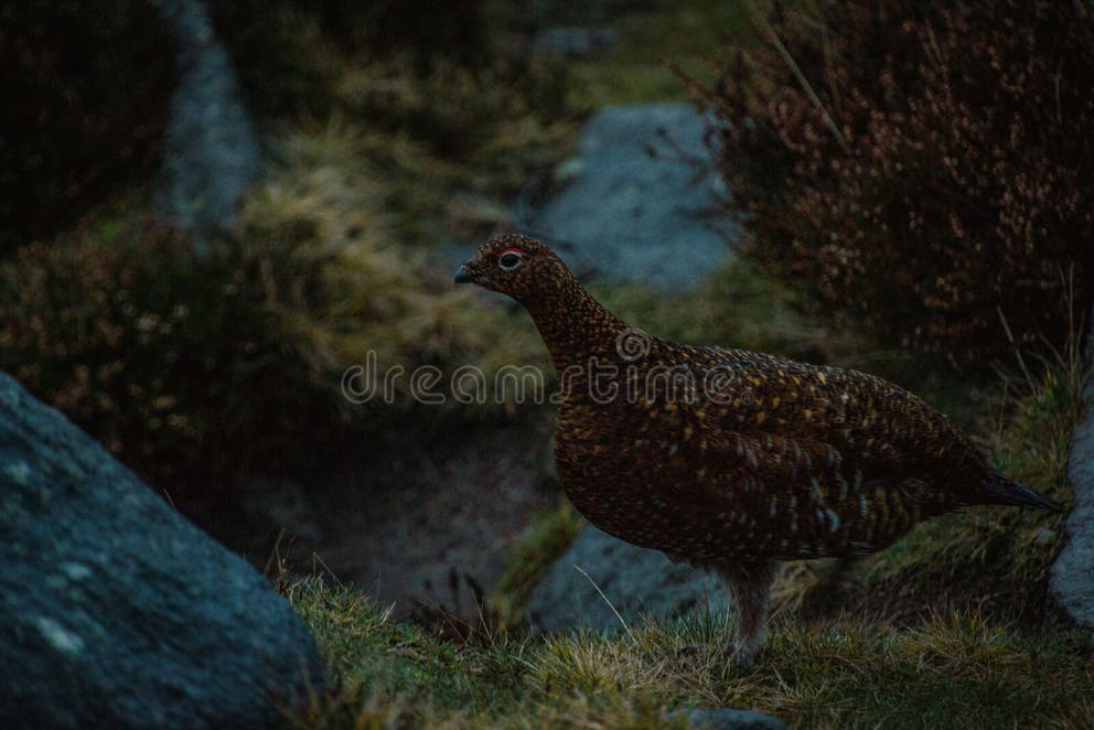 Ptarmigan Bird on the Grass. Stock Photo - Image of beak, bird: 257670650