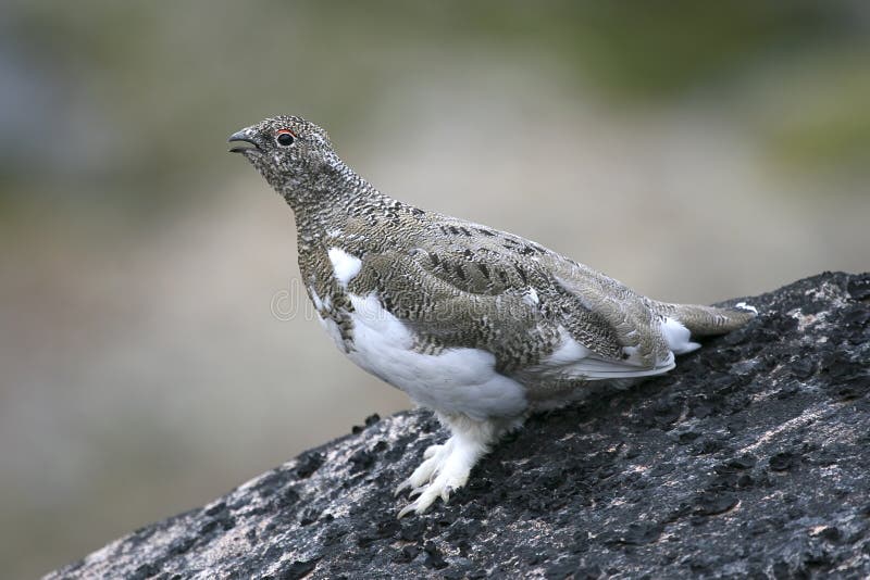 RjÃºpur - Rock Ptarmigan (Lagopus Muta) Iceland Stock Photo - Image of ...