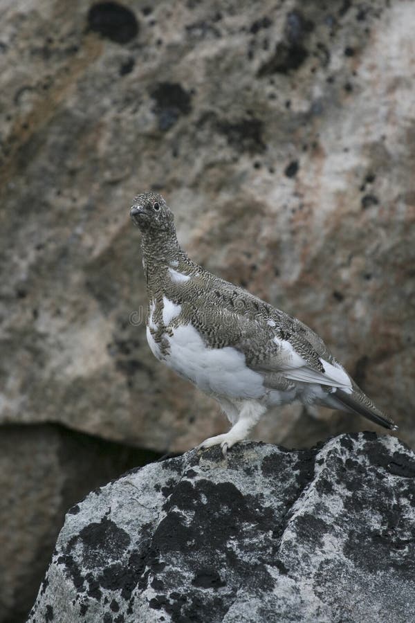 Ptarmigan (Lagopus mutus) stock image. Image of lagopus - 10779085