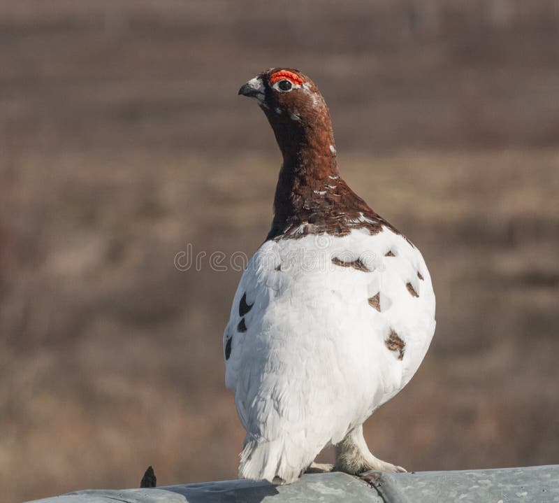 Willow Ptarmigan - Alaska State Bird Stock Photo - Image of grey, male ...