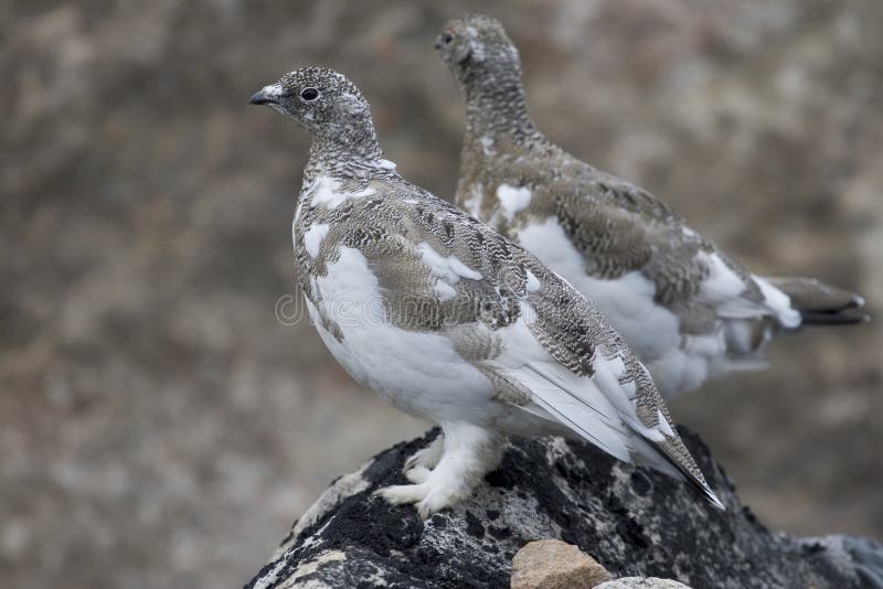 Ptarmigans (Lagopus mutus) stock image. Image of arctic - 10779153