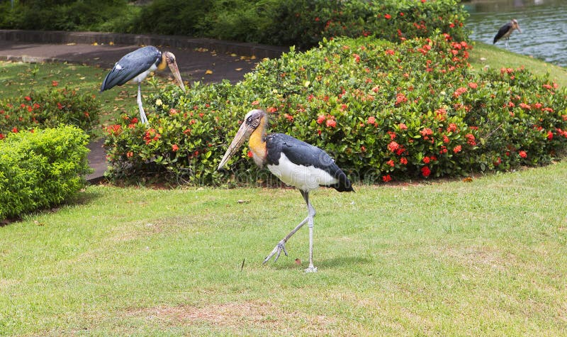 Ptasi marabut obraz stock. Obraz złożonej z marabuci - 62850715