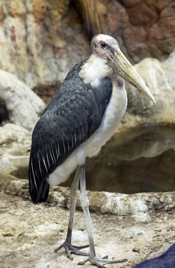 Ptasi marabut obraz stock. Obraz złożonej z ptak, ampuła - 81103311