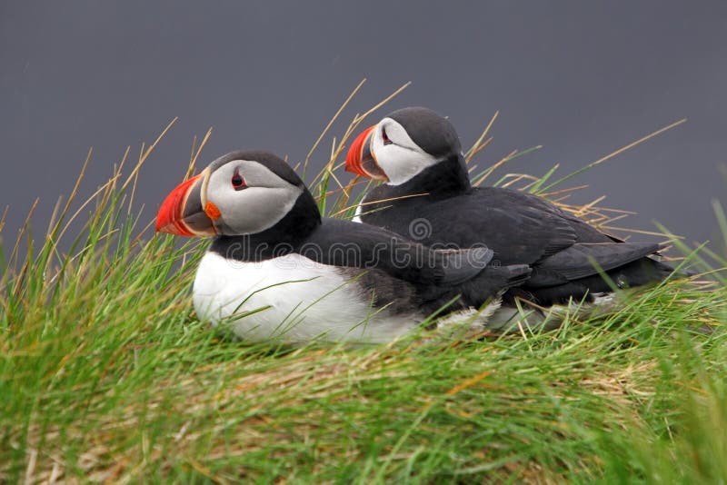 Atlantycki Maskonur W Latrabjarg Falezach, Iceland Zdjęcie Stock ...