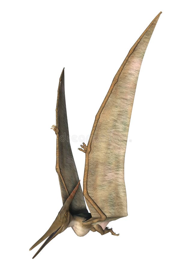 Pteranodon stock illustration. Illustration of jurassic - 56360005