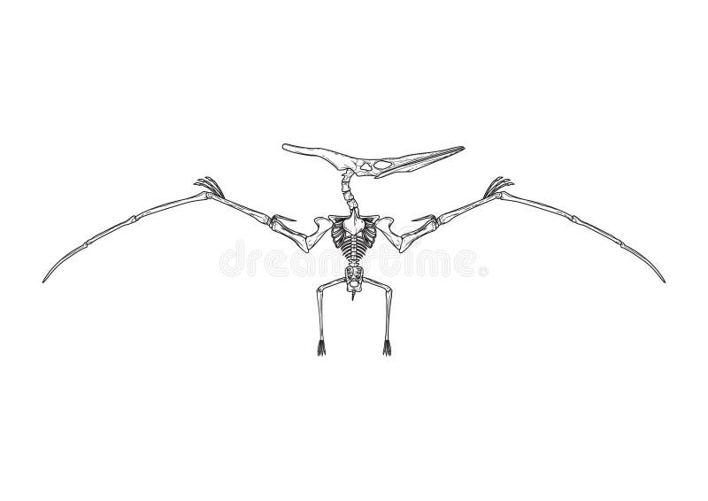 Pterodactyl Skeleton Drawing