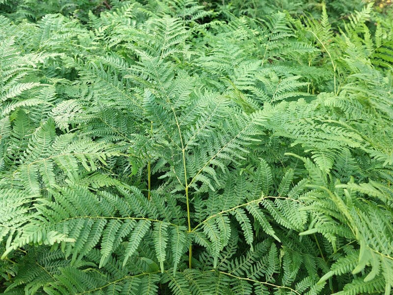 Bracken (Pteridium Aquilinum) Stock Image - Image of distribution ...