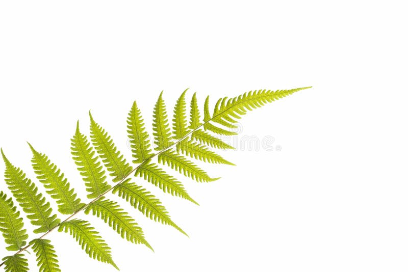 Pteridium Aquilinum Fern - Top View Stock Image - Image of flora ...
