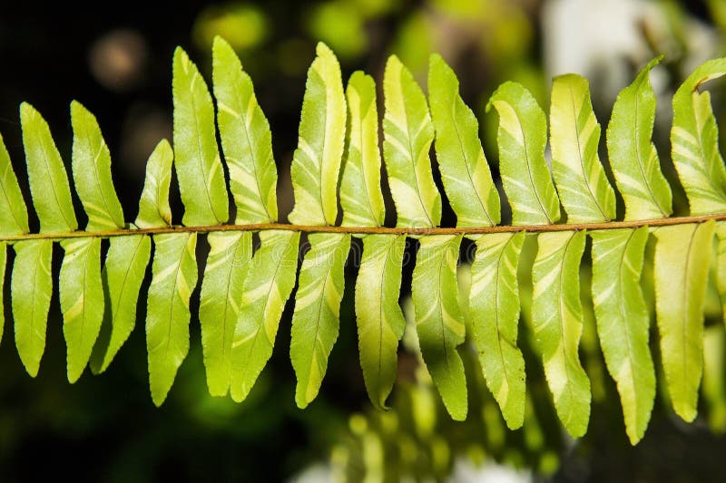 Pteridophyta stock image. Image of rain, leaf, living - 41768089