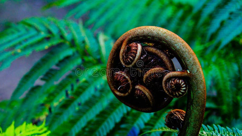 Pteridophyta stock photo. Image of green, pteridophyta - 42724066