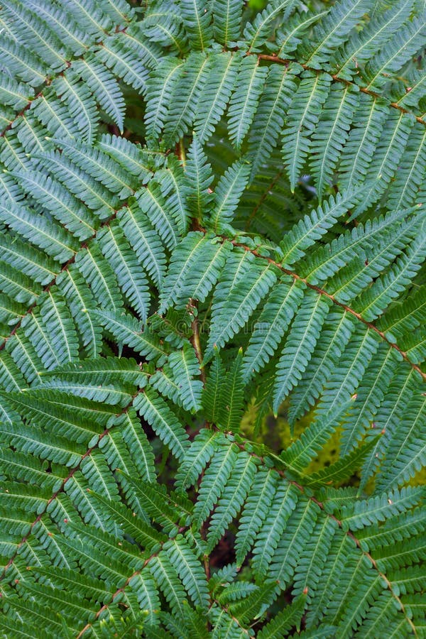 Pteridophyta stock image. Image of nature, group, fern - 57623517