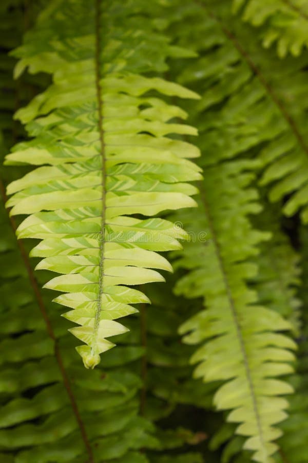 Pteridophyta stock image. Image of nature, group, fern - 57623517
