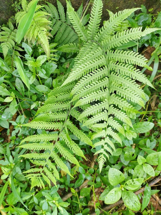 Pteridophytes stock image. Image of ferns, pteridophytes - 255649125