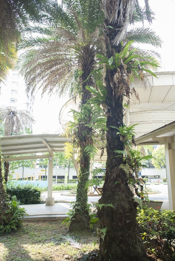 Pteridophytes Growing on Trees with Strong Sunlight Stock Image - Image ...