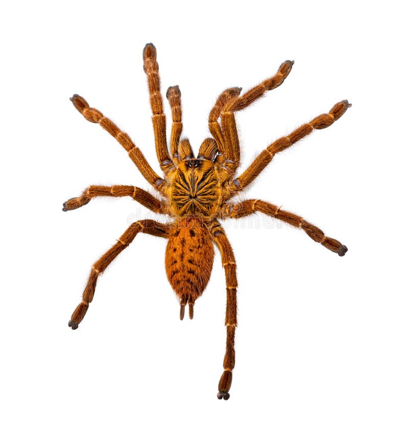 Pterinochilus murinus stock photo. Image of substance - 19906772