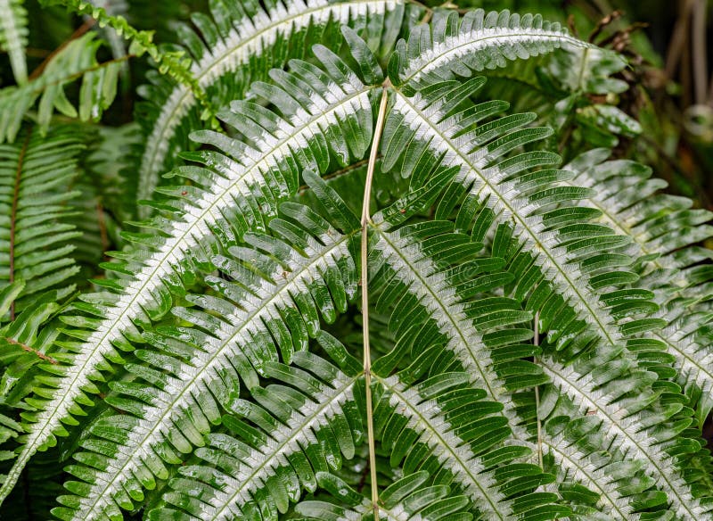 Pteris Argyraea (silver Brake Fern). Stock Image - Image of branch ...
