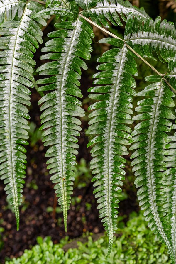 Pteris Argyraea (silver Brake Fern). Stock Photo - Image of fresh ...