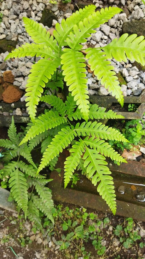 Pteris Khasiana Stock Photos - Free & Royalty-Free Stock Photos from ...
