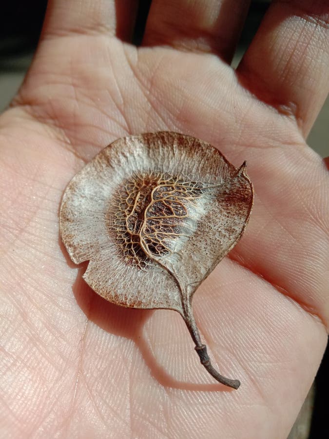 Sonokembang Stock Photos - Free & Royalty-Free Stock Photos from Dreamstime