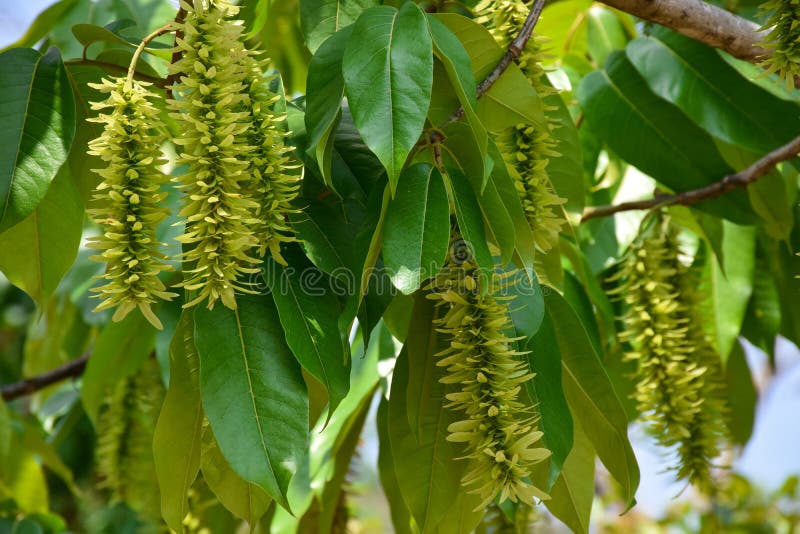 Winged Elm Tree Branch and Leaves Detail Stock Image - Image of wahoo ...