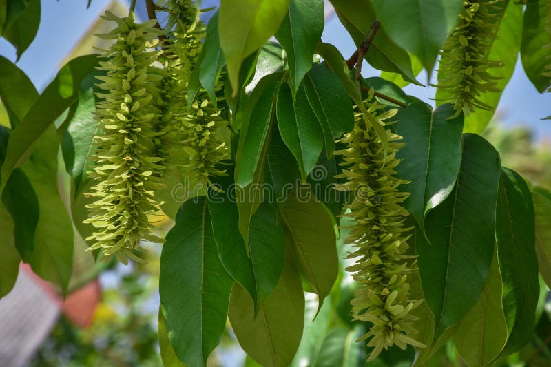 Pterocarya Stenoptera, Wingnut Tree, Medicinal Plant Stock Photo ...