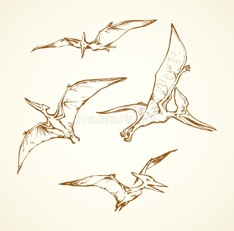 Pterodactyl Vector Tekening Vector Illustratie - Illustration of hagedis, contour: 88449097