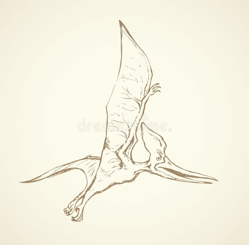 Pterodactyl Vector Tekening Vector Illustratie - Illustration of vogel, zwart: 88066412