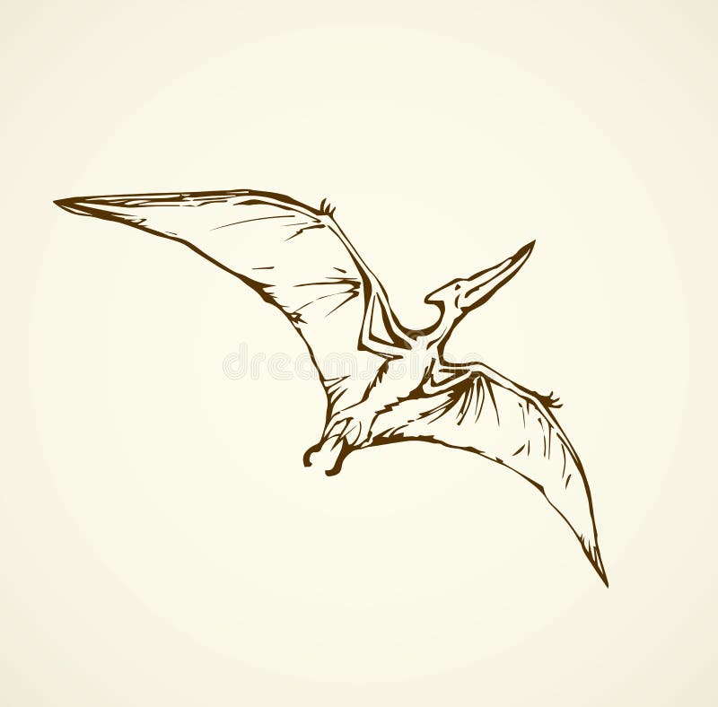 Pterodactyl Vector Tekening Vector Illustratie - Illustration of overzicht, paleontologie: 90272242
