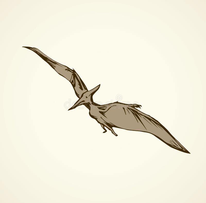 Pterodactyl Vector Tekening Vector Illustratie - Illustration of gevaarlijk, vlucht: 93867067