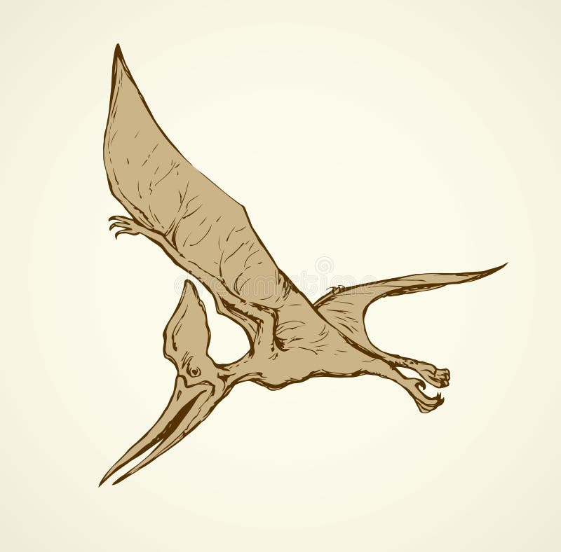 Pterodactyl Vector Tekening Vector Illustratie - Illustration of dier, beeldverhaal: 97503594