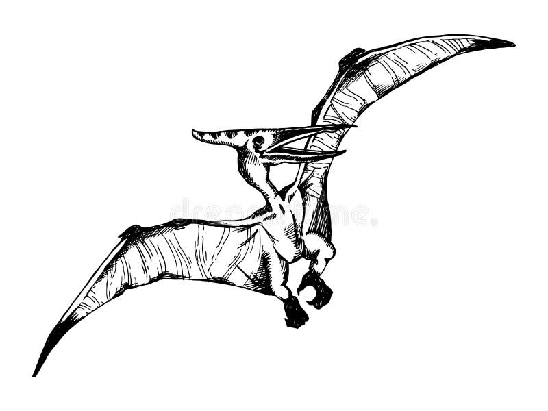 Pterodactylus Die Vectorillustratie Graveren Vector Illustratie - Illustration of tekening ...