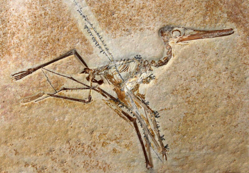 Pterodactylus Elegans Fossil Editorial Image - Image of prehistoric ...