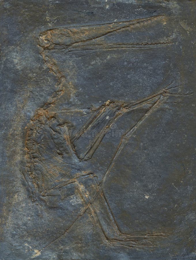 The Pterodactylus Skeleton on White, Isolated Stock Image - Image of ...