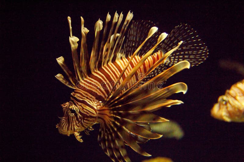 Pterois Antennata Ragged Finned Firefish Lionfish Stock Image - Image ...