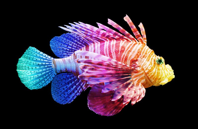 Pterois Volitans, Lionfish - on Black Stock Photo - Image of rainbow ...