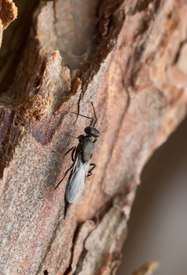 Pteromalidae Wasp on Pine Bark Stock Photo - Image of hymenoptera ...